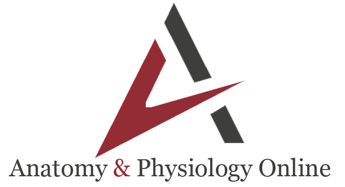 Anatomy And Physiology Logo